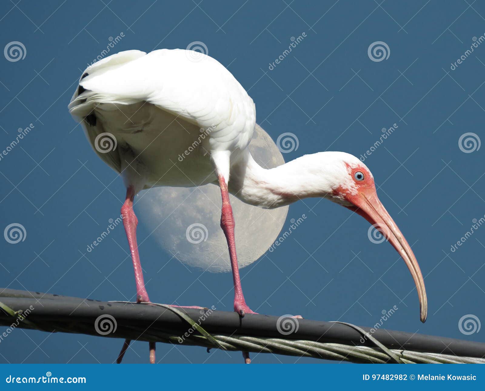 Mooned stock photo. Image of wildlife, white, blue, front - 97482982