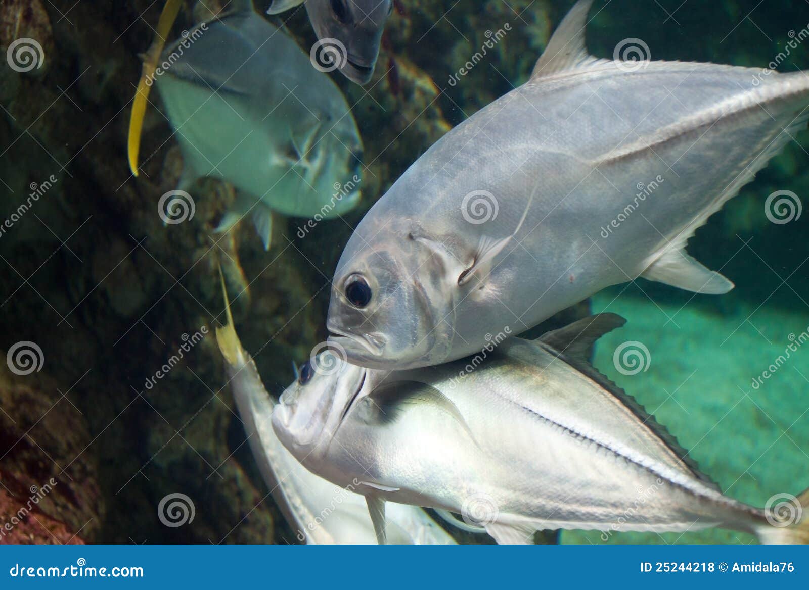 Moonfish stock photo. Image of indian, france, tank, tree - 25244218