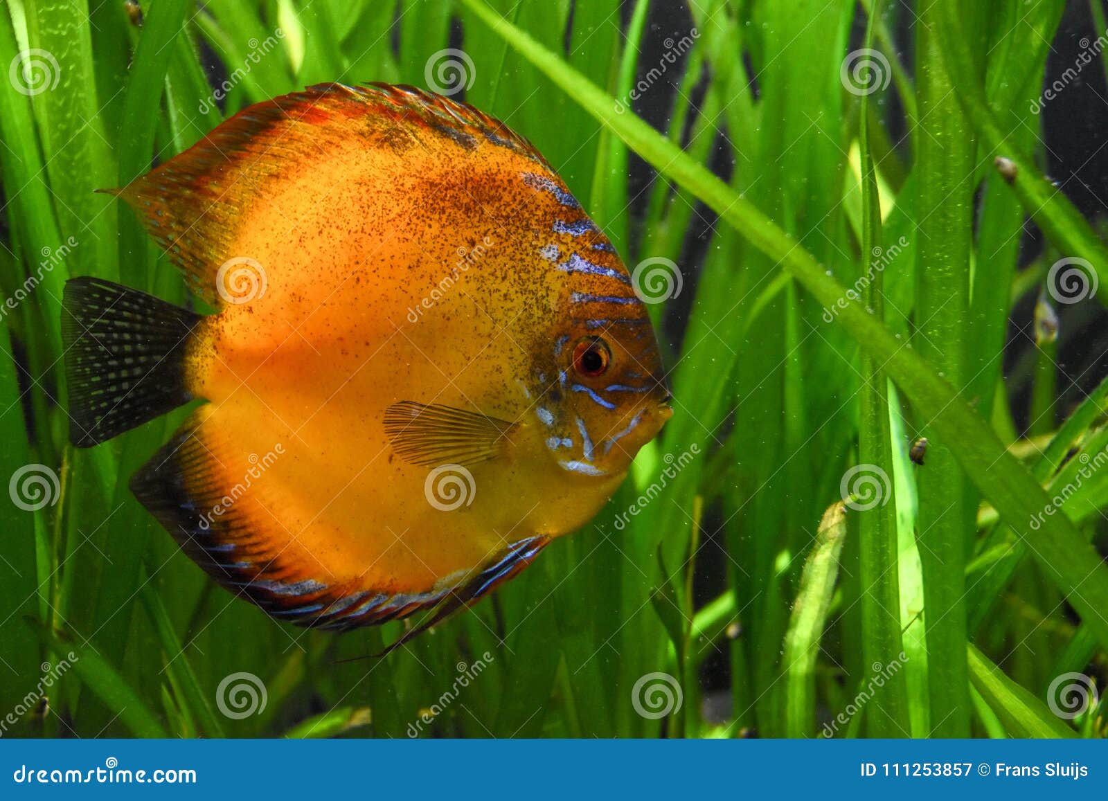 Moonfish in aquarium stock afbeelding. Image of dier - 111253857