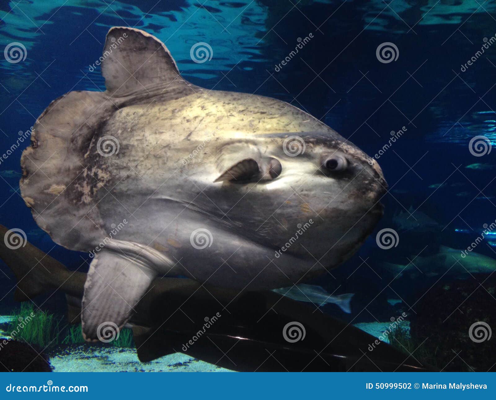 Moonfish stock photo. Image of aquarium, underseaworld - 50999502