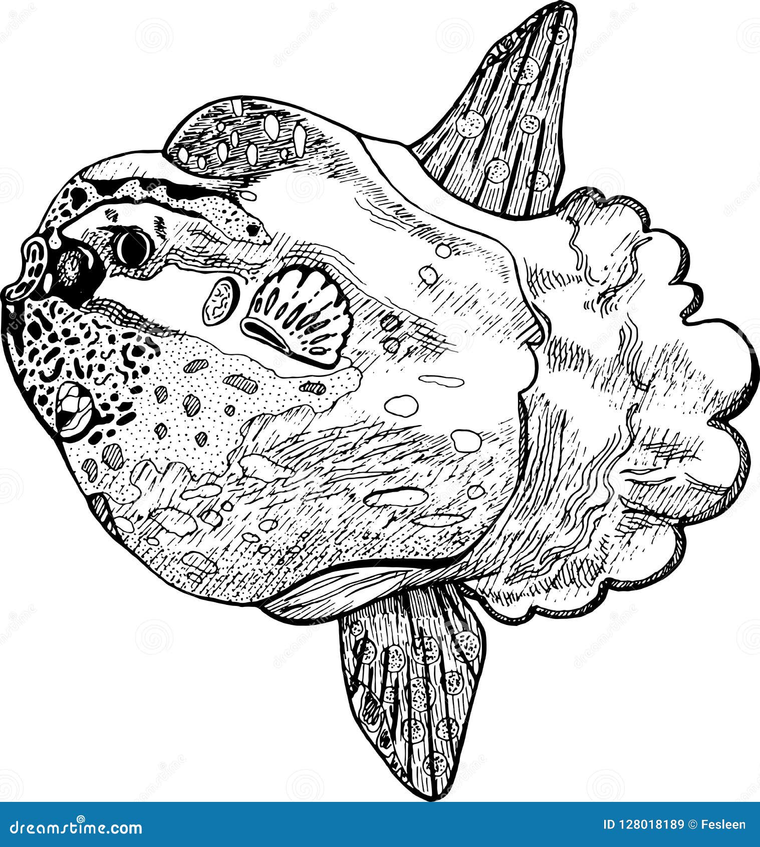 Sunfish Or Moonfish Illustration, Drawing, Engraving, Ink, Line Art ...