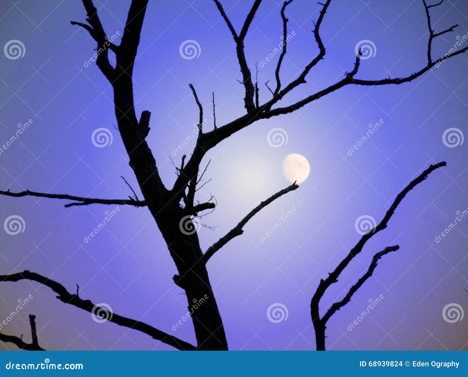 Moonfruit stock photo. Image of silhouette, nightime - 68939824