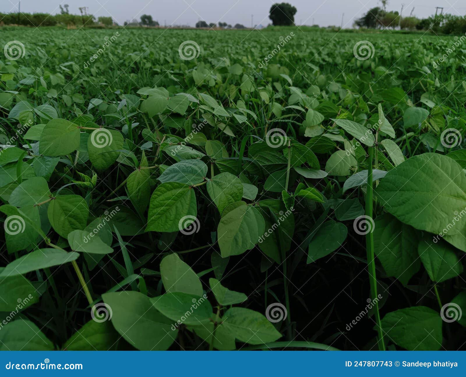 Moong plant stock image stock image. Image of agriculture - 247807743