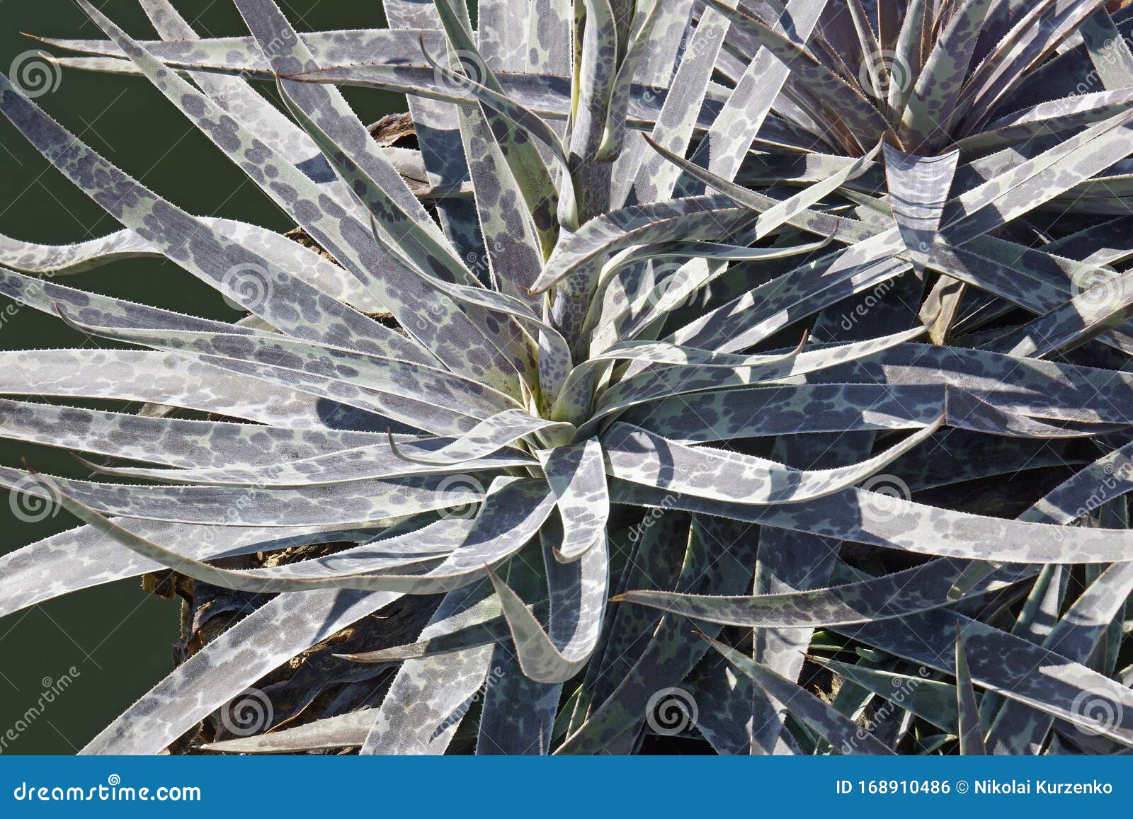 Moonglow Mangave plant stock photo. Image of cultivar - 168910486