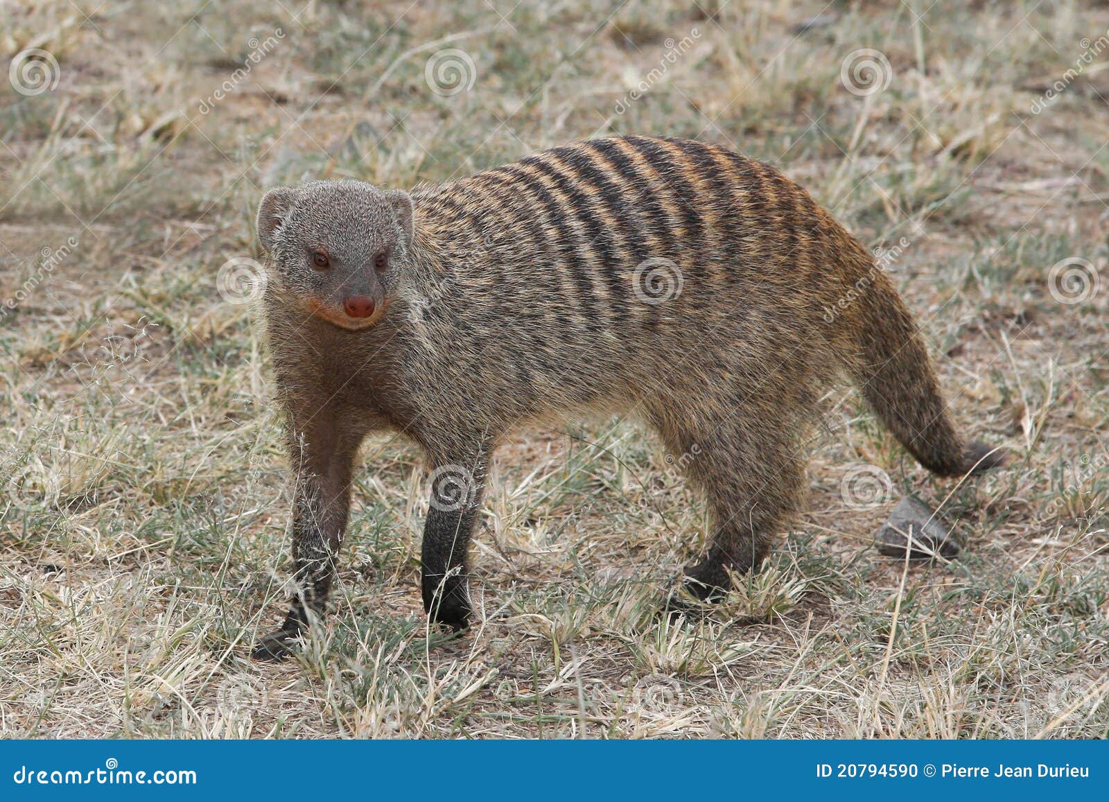 Moongoose stock photo. Image of safari, animal, mammal - 20794590