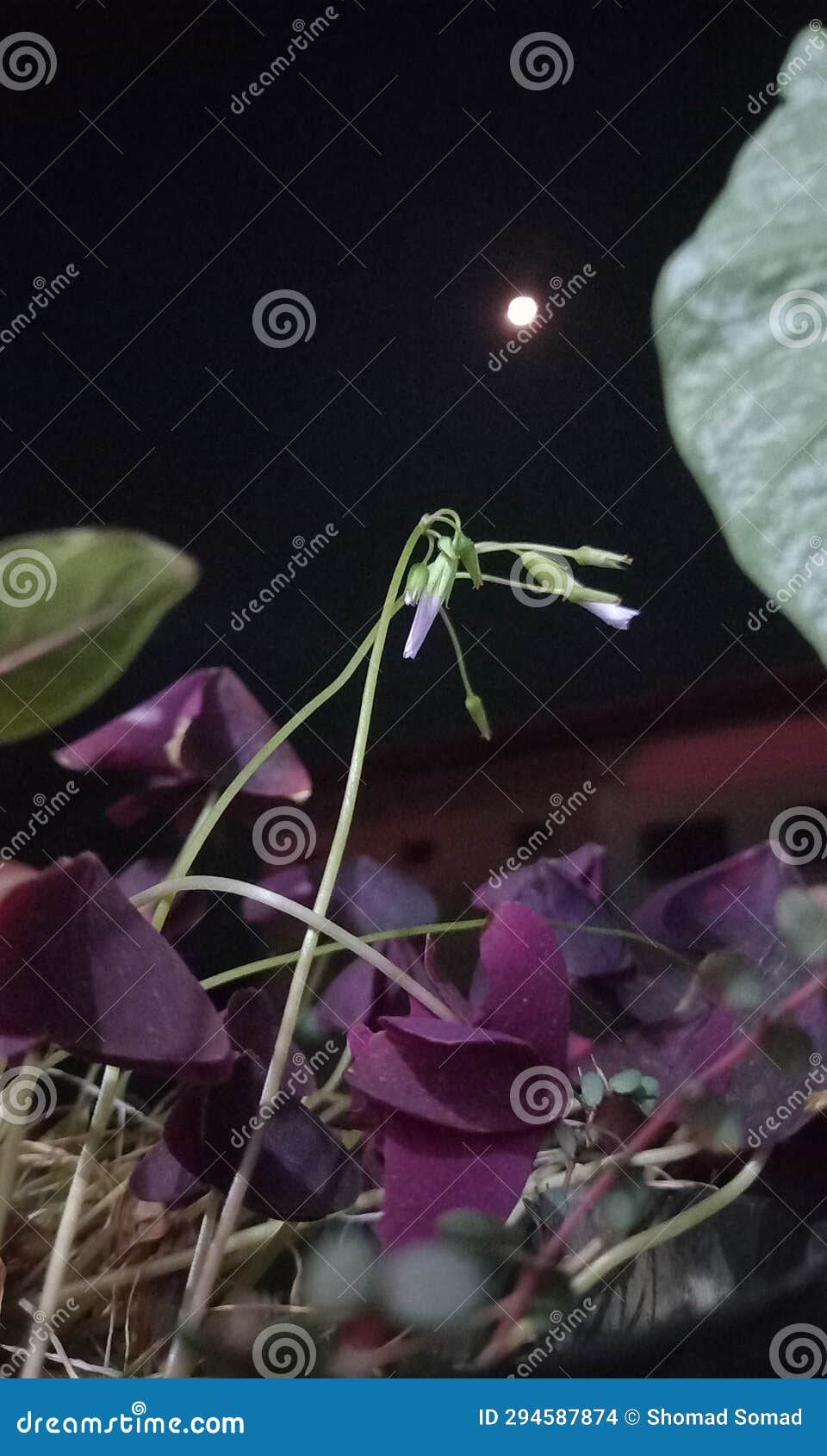 Moonlight stock photo. Image of place, moonlight, beautiful - 294587874