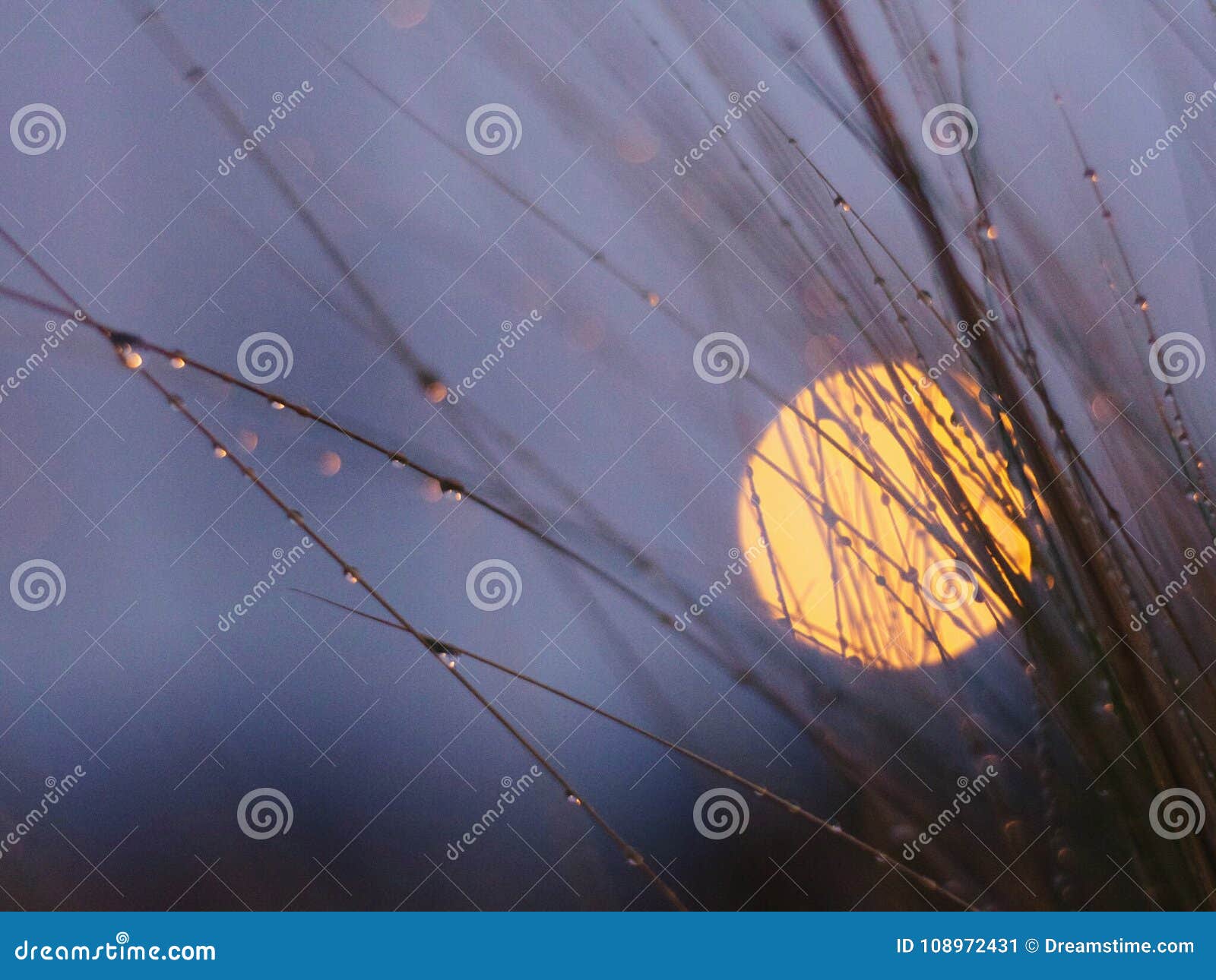 Moonlight Behind Dewy Grass Stock Image - Image of grass, moody: 108972431
