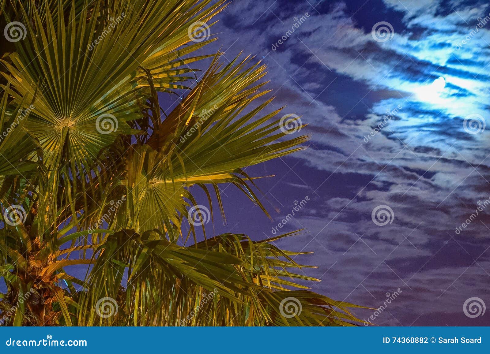 Moonlight Behind the Palm Tree Editorial Photography - Image of palm ...