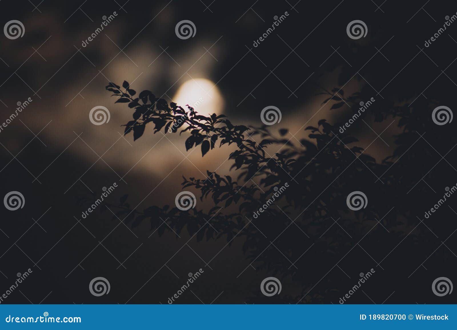 Moonlight Blurred Against the Clouds Behind the Silhouetted Branches of ...