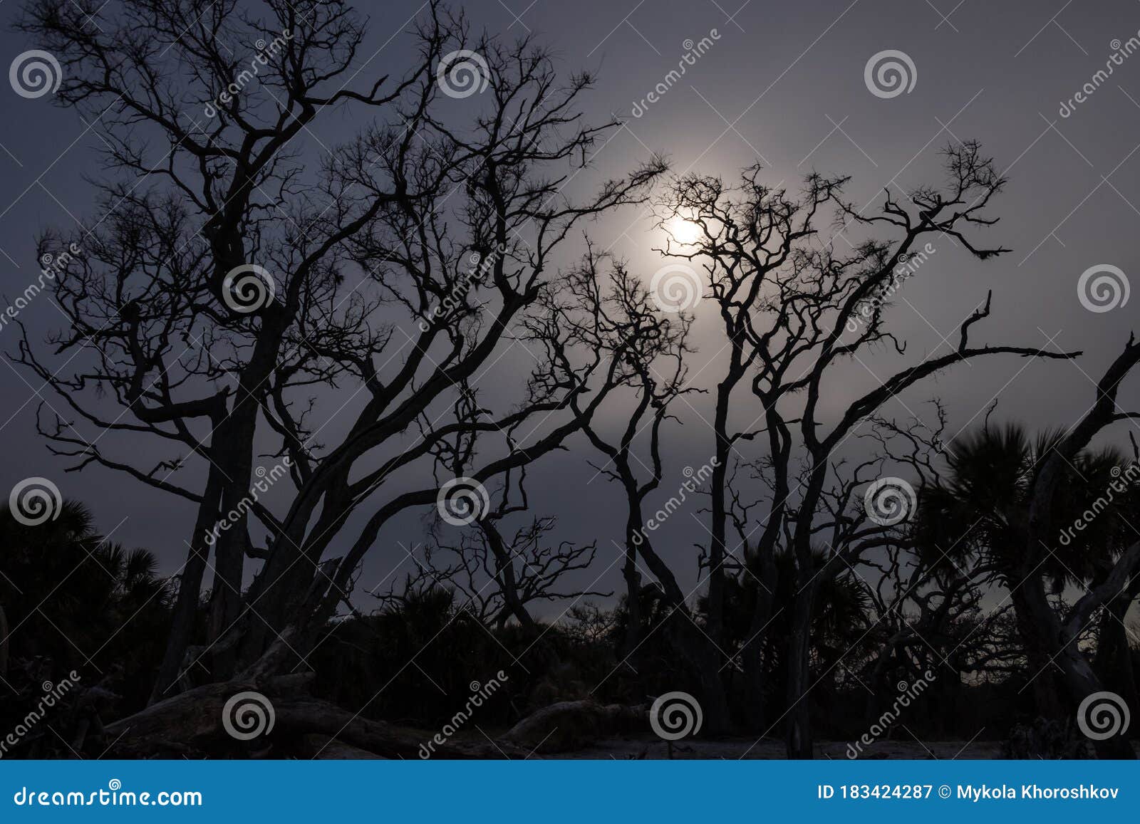 Moonlight through Branches of a Tree. Stock Image - Image of twilight ...