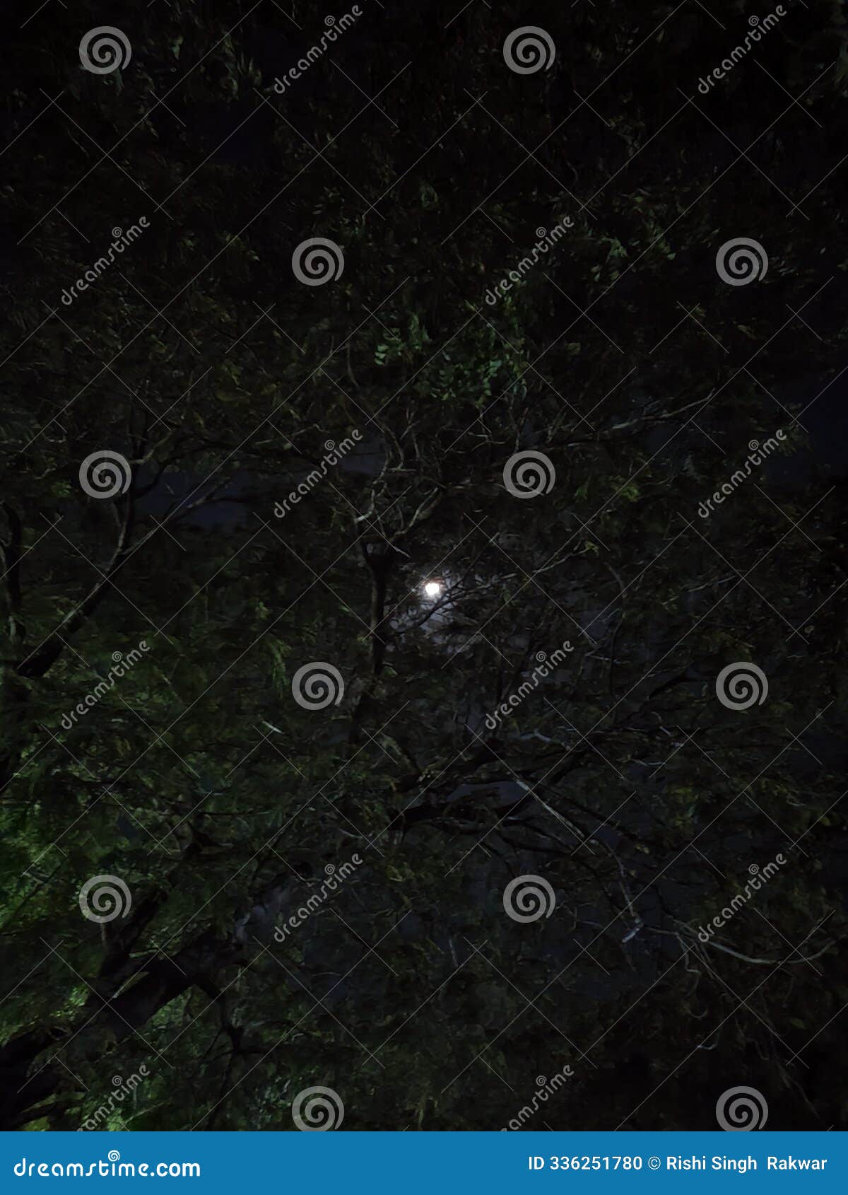Moonlight through the Canopy Stock Photo - Image of faint, ethereal ...