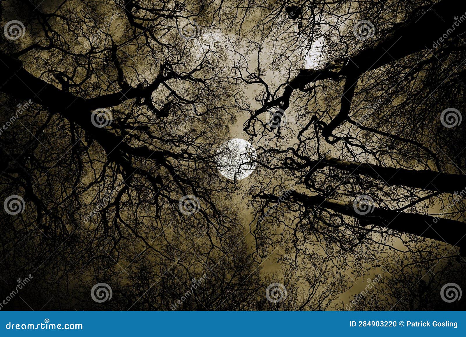 Moonlight through the Canopy. Stock Photo - Image of night, shining ...