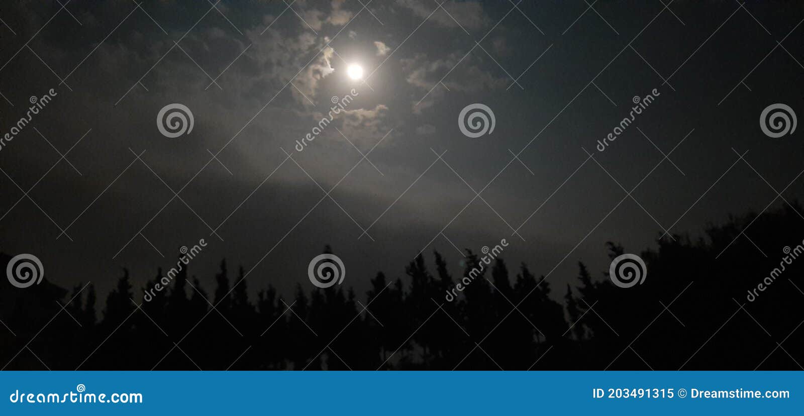 Moonlight Forrest stock image. Image of forrest, night - 203491315