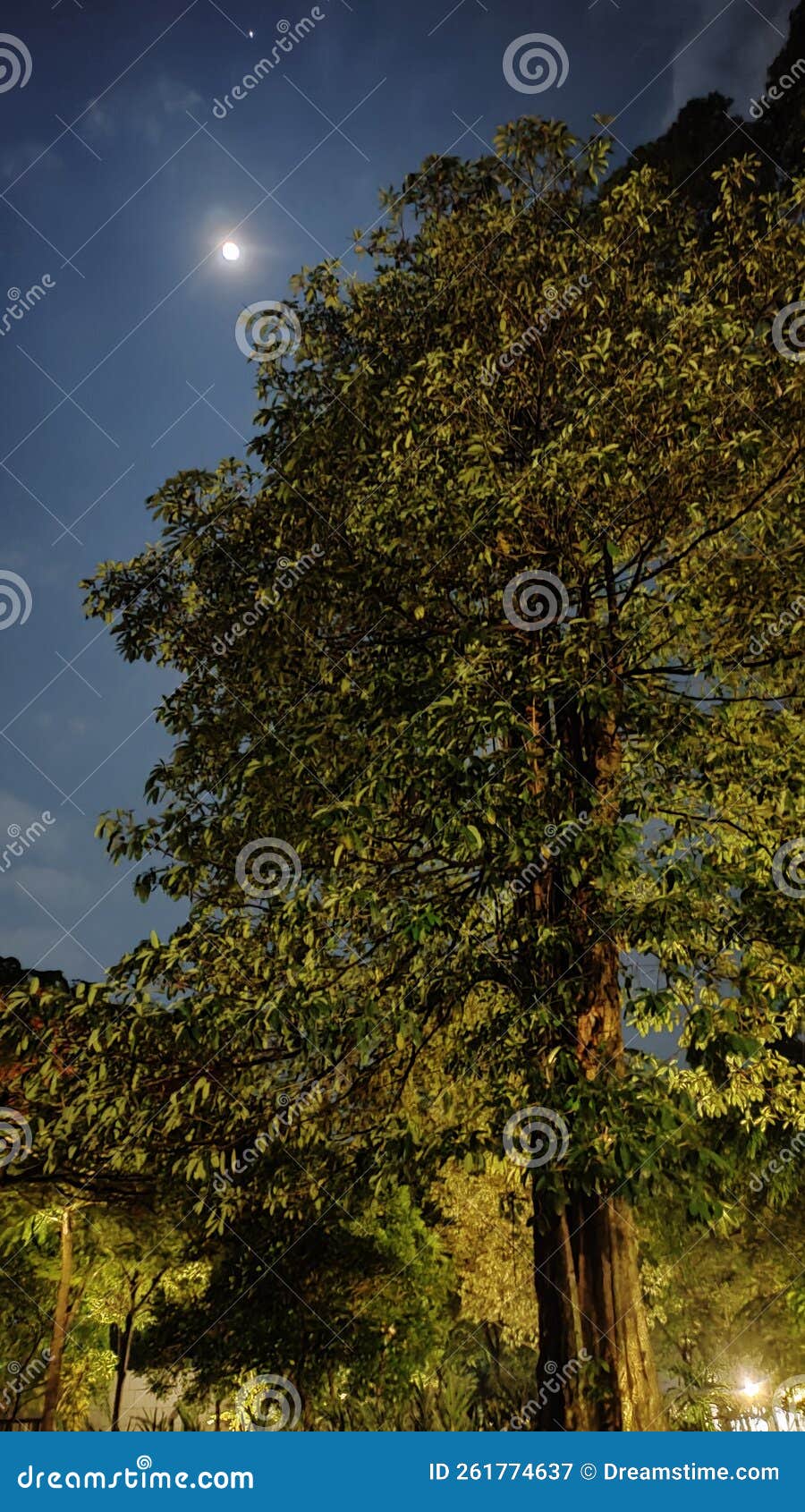 Moonlight on green trees stock image. Image of light - 261774637
