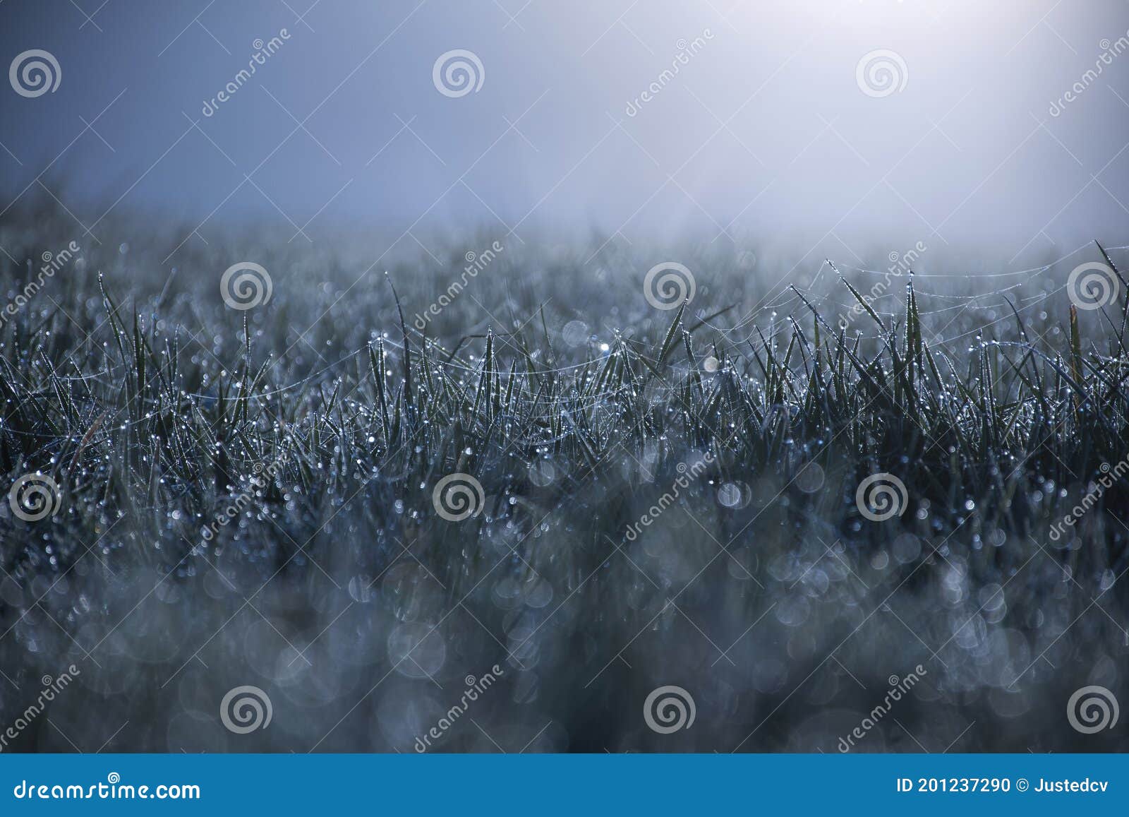 Moonlight Illuminated Dew Drops on the Grass Stock Photo - Image of ...