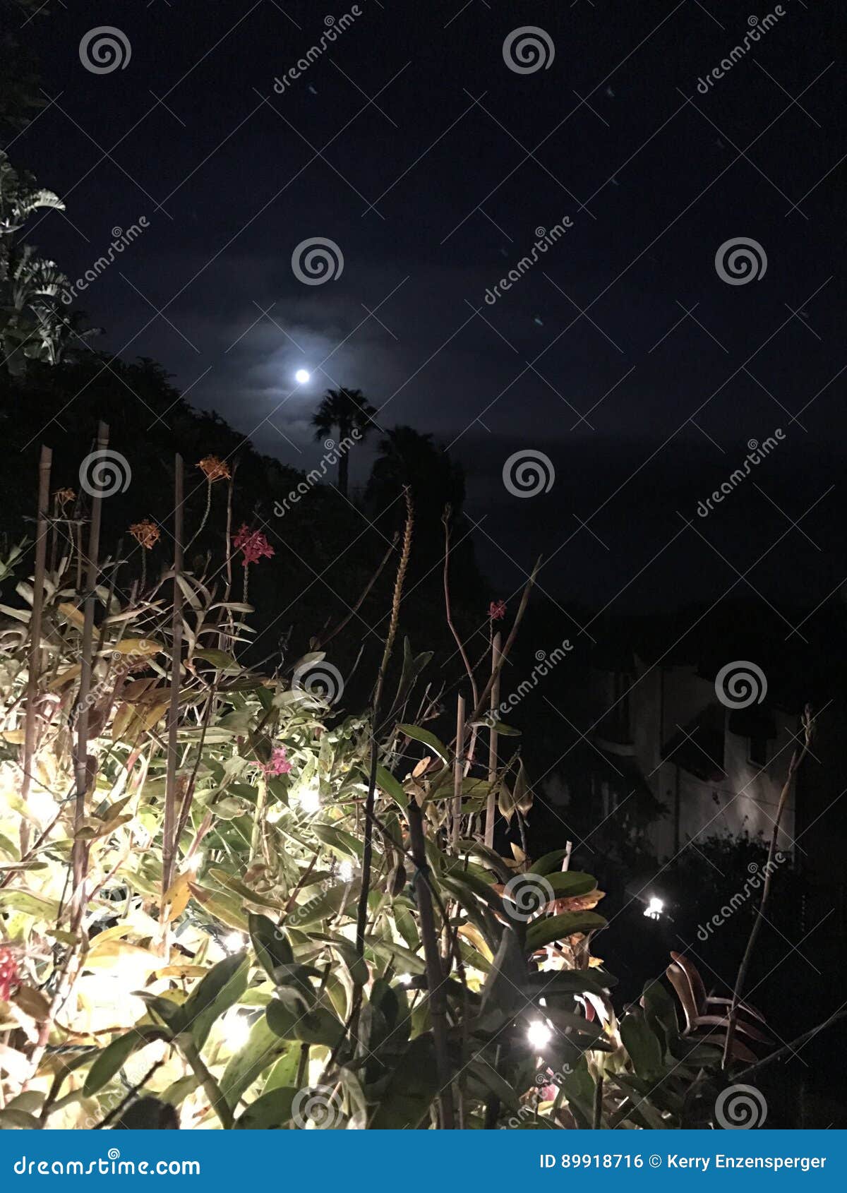 Moonlight stock photo. Image of palm, moonlight, lights - 89918716