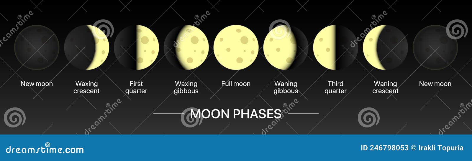 Moonlight Movement Calendar Horizontal Banner. Moon Phases Chart Vector ...