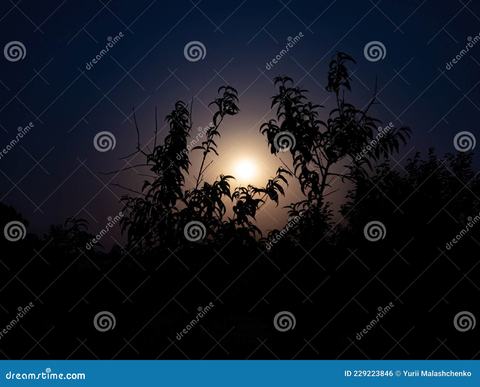 Moonlight in the Night through the Branches of Trees Stock Photo ...