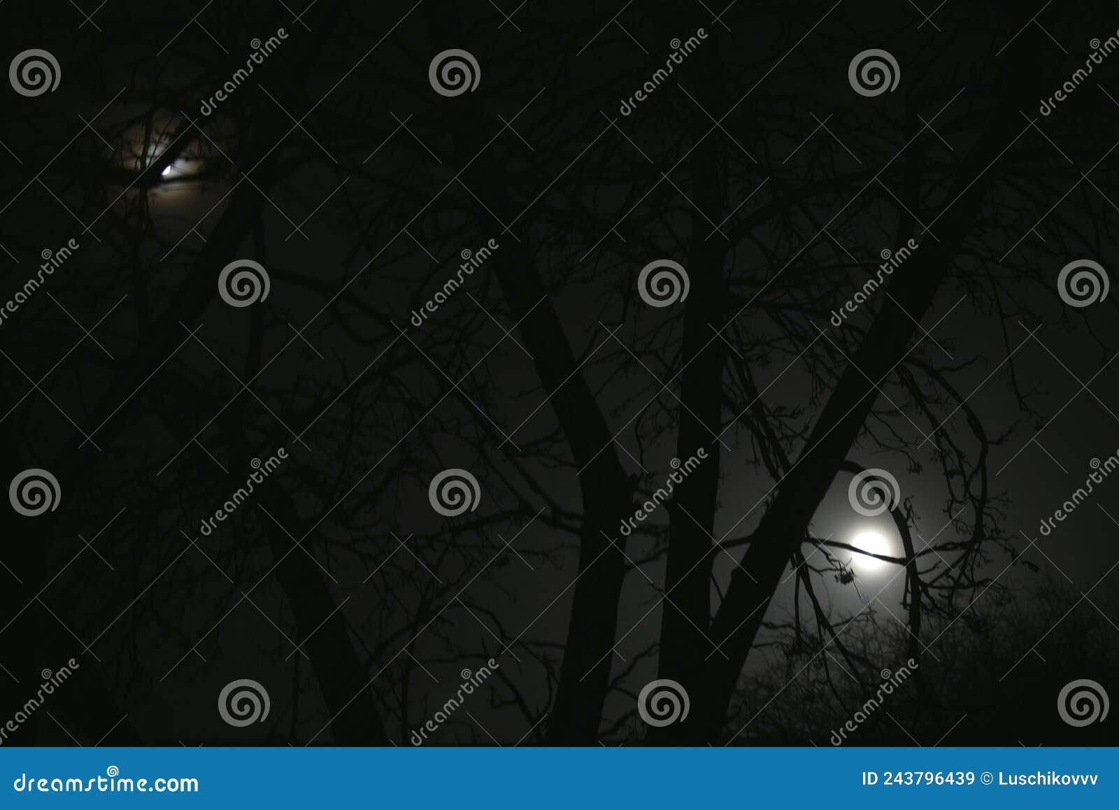 Moonlight at Night and Scary Tree Branches Stock Image - Image of ...