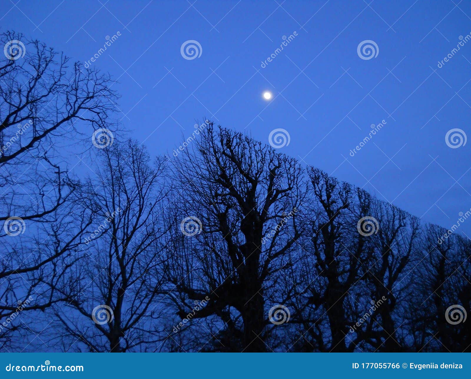Moonlight night stock photo. Image of night, forest - 177055766