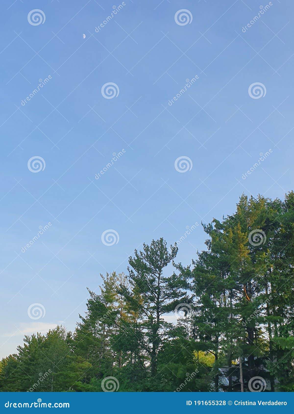 Moonlight over Trees stock photo. Image of water, grass - 191655328