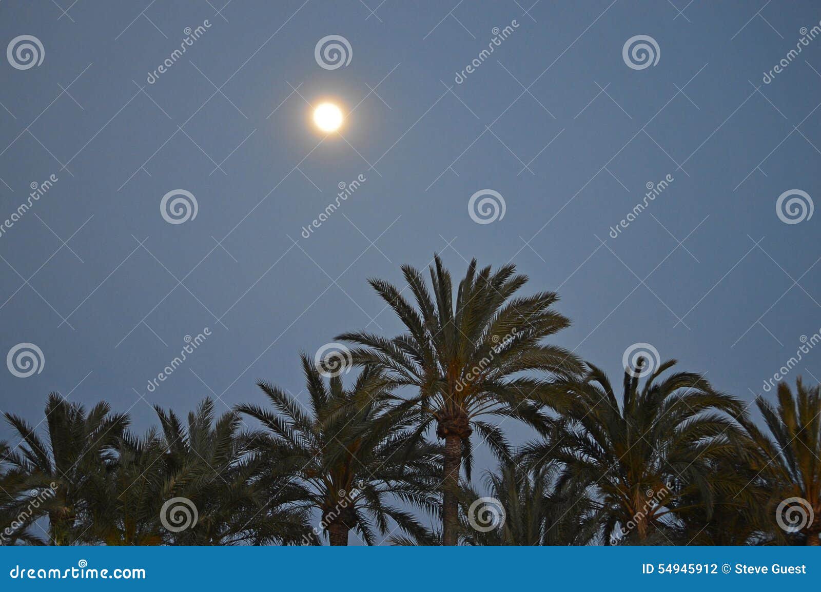 Moonlight and Palm Trees stock photo. Image of media - 54945912