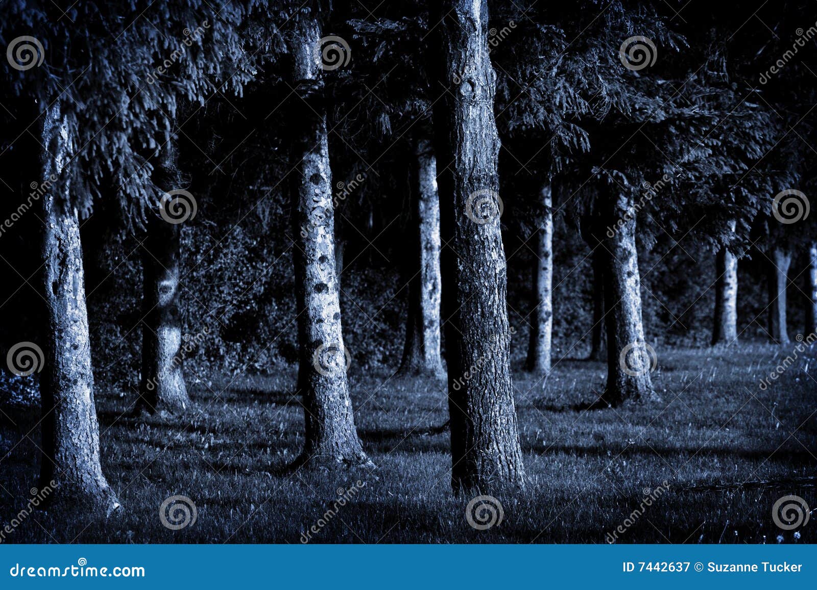 Moonlight Pines stock image. Image of moonlight, branches - 7442637