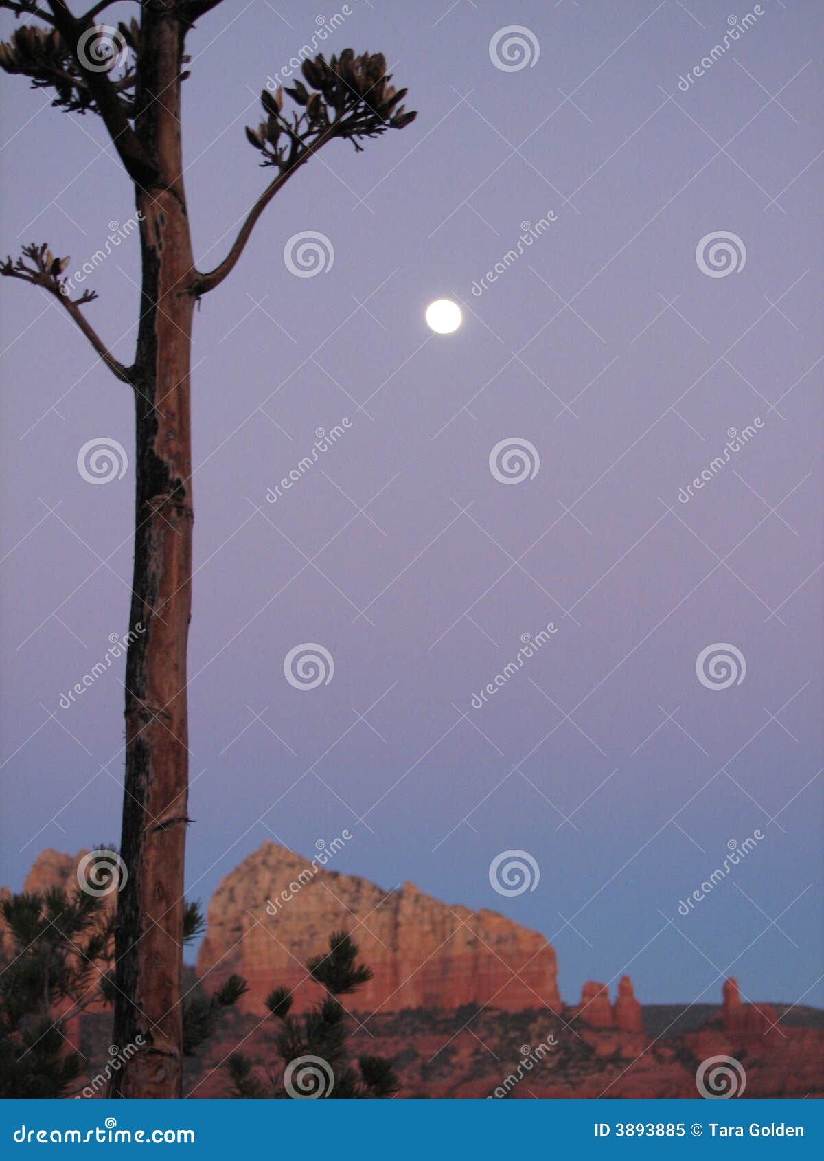 Moonlight,Red Rocks and Agave Stock Image - Image of agave, sedona: 3893885