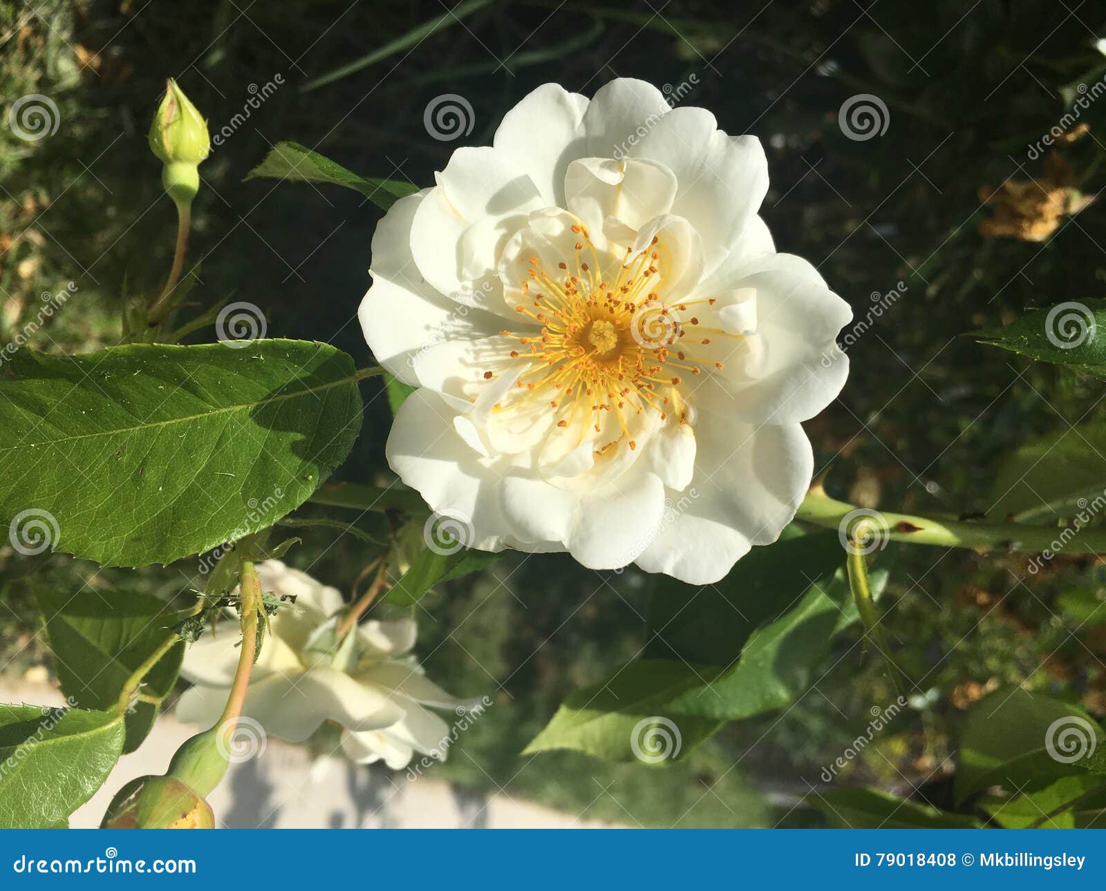 Moonlight rose garden stock photo. Image of moonlight - 79018408