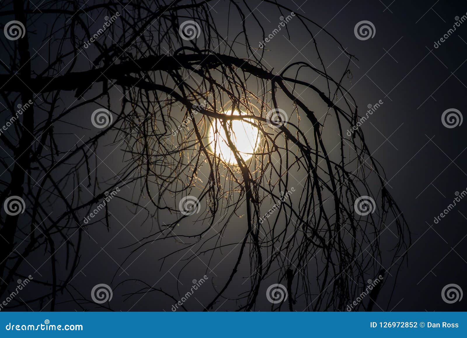 Moonlight Shines Brightly through Dead Tree Branches. Stock Photo ...