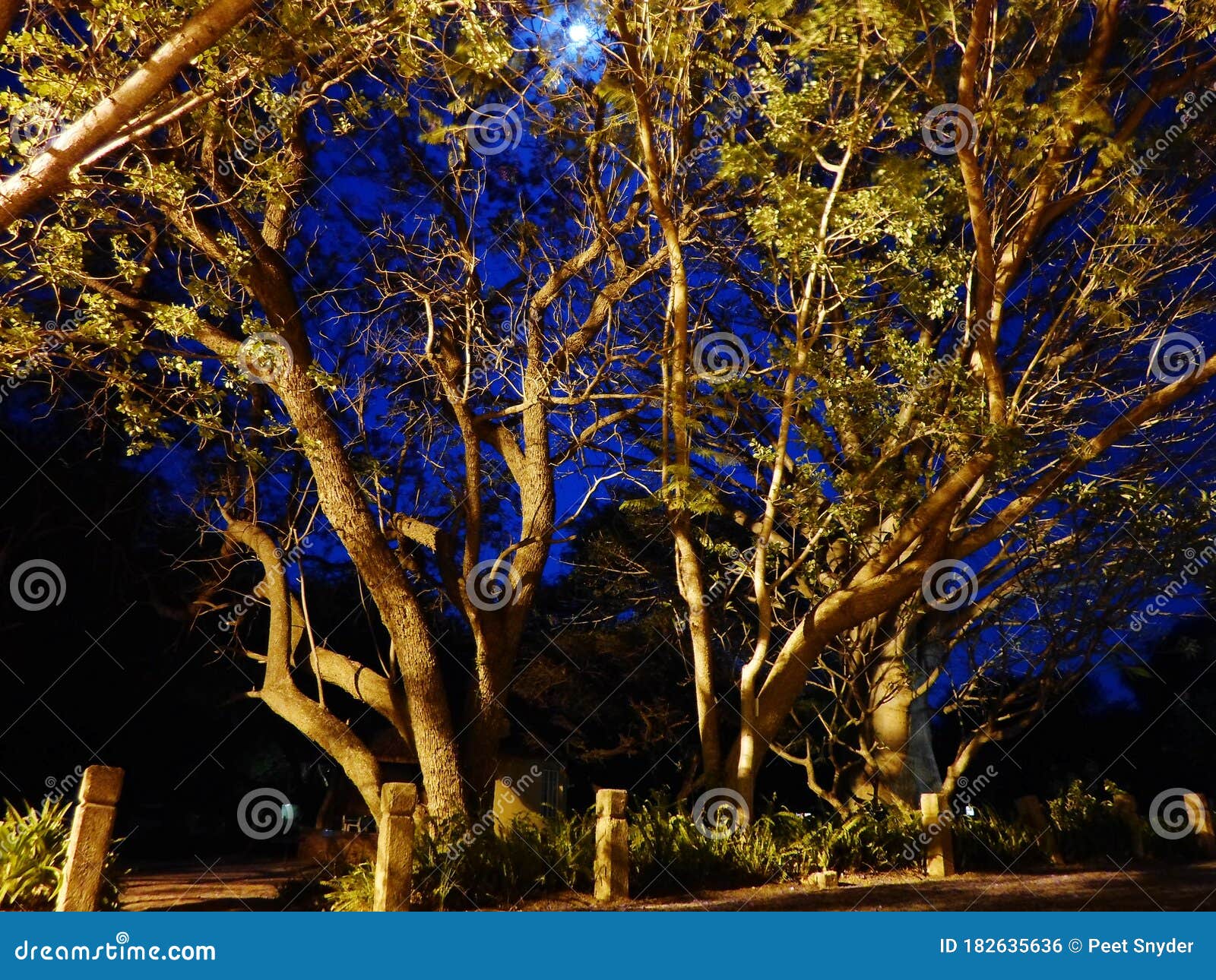 Moonlight Shining through Tree at Night Stock Photo - Image of lighting ...