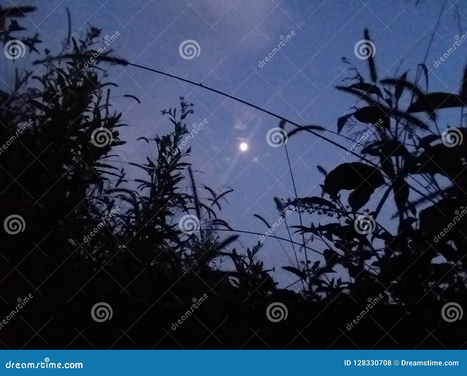 Moonlight stock photo. Image of grass, outdoors, nature - 128330708