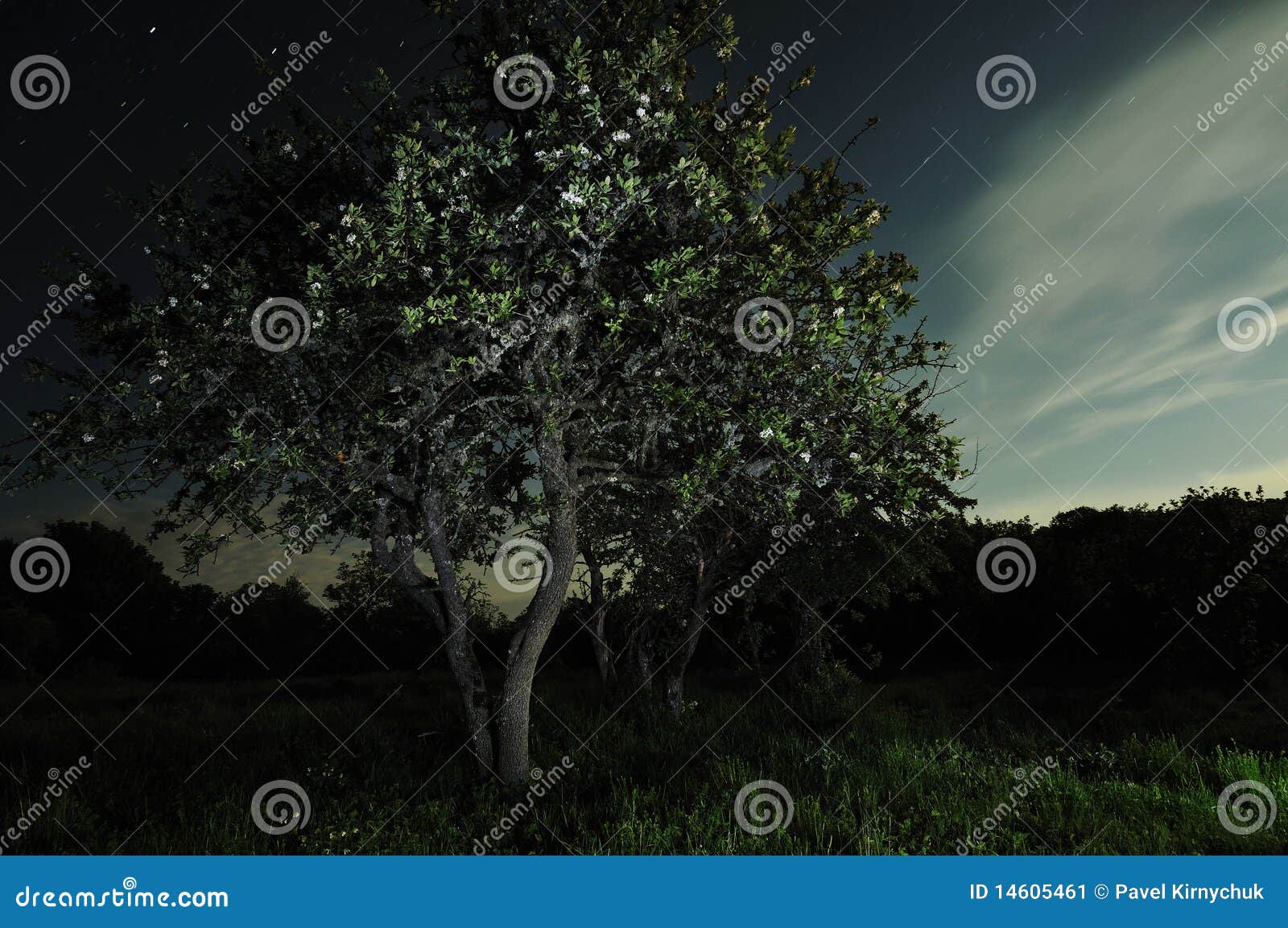 Moonlight tree stock image. Image of mysterious, moon - 14605461
