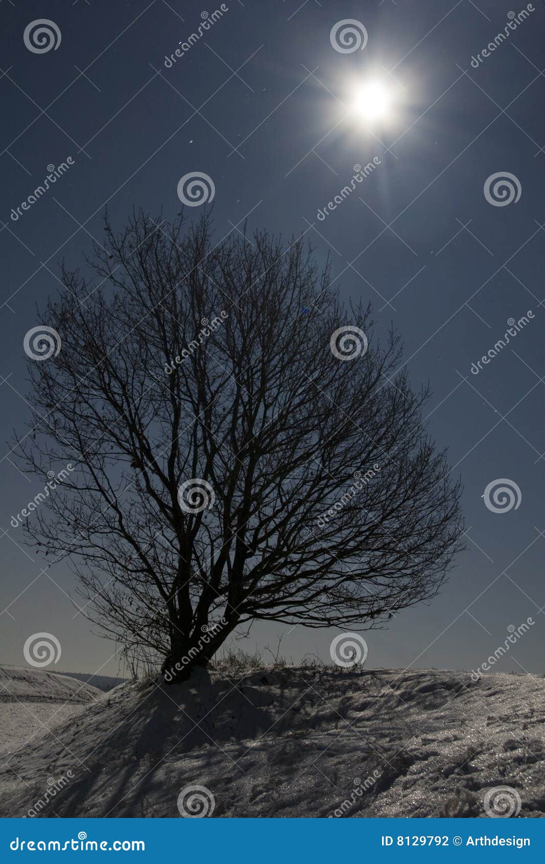Moonlight tree stock photo. Image of dirt, back, fresh - 8129792