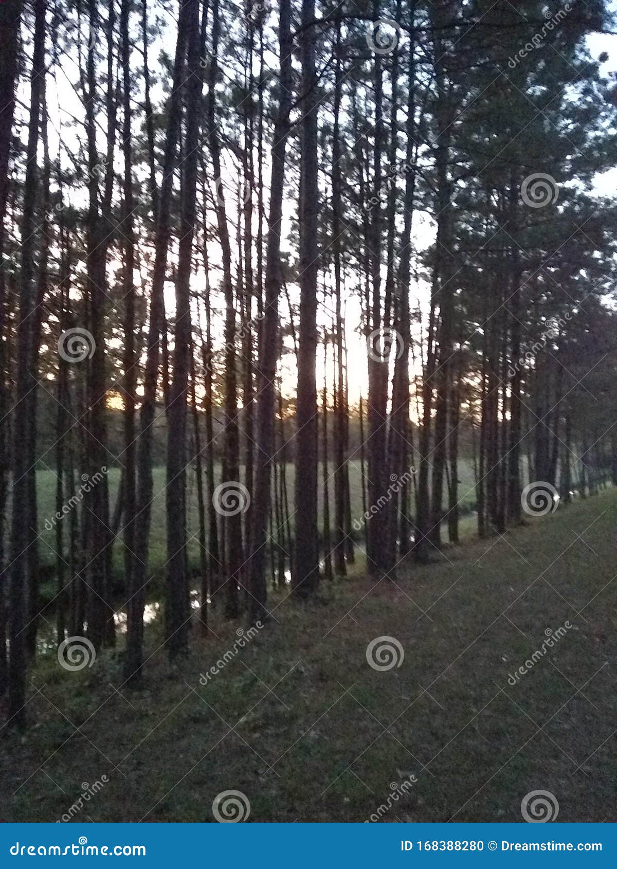 Moonlight Tree Along Side Ditch Stock Photo - Image of tree, ditch ...