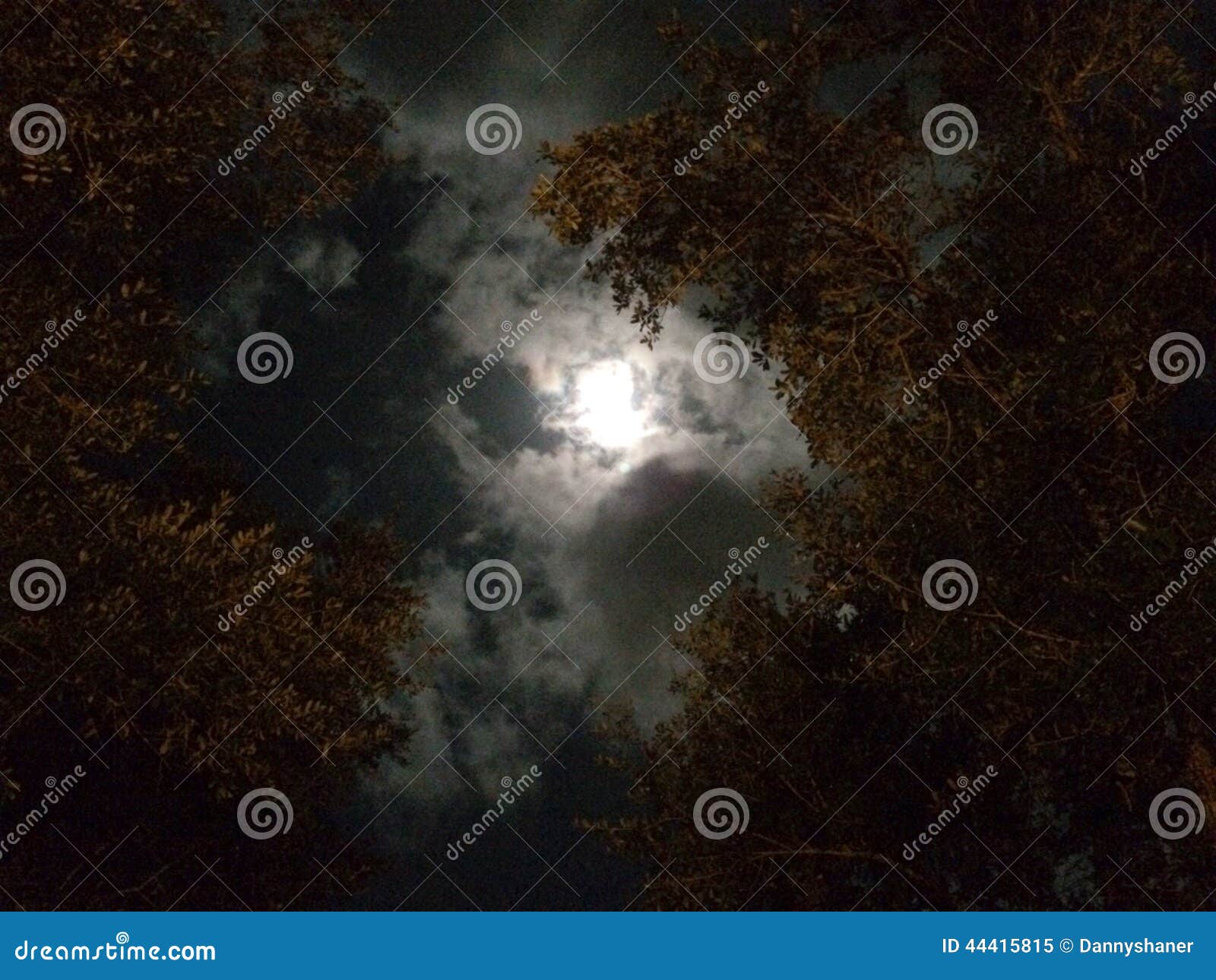 Moonlight Tree stock image. Image of light, night, moonlight - 44415815