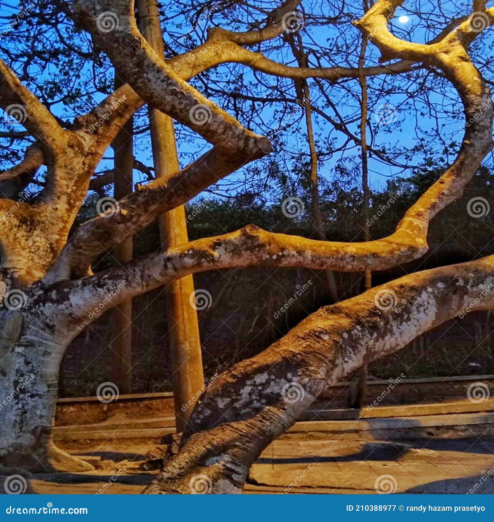 Moonlight between the Tree Trunks Stock Image - Image of wood, twig ...