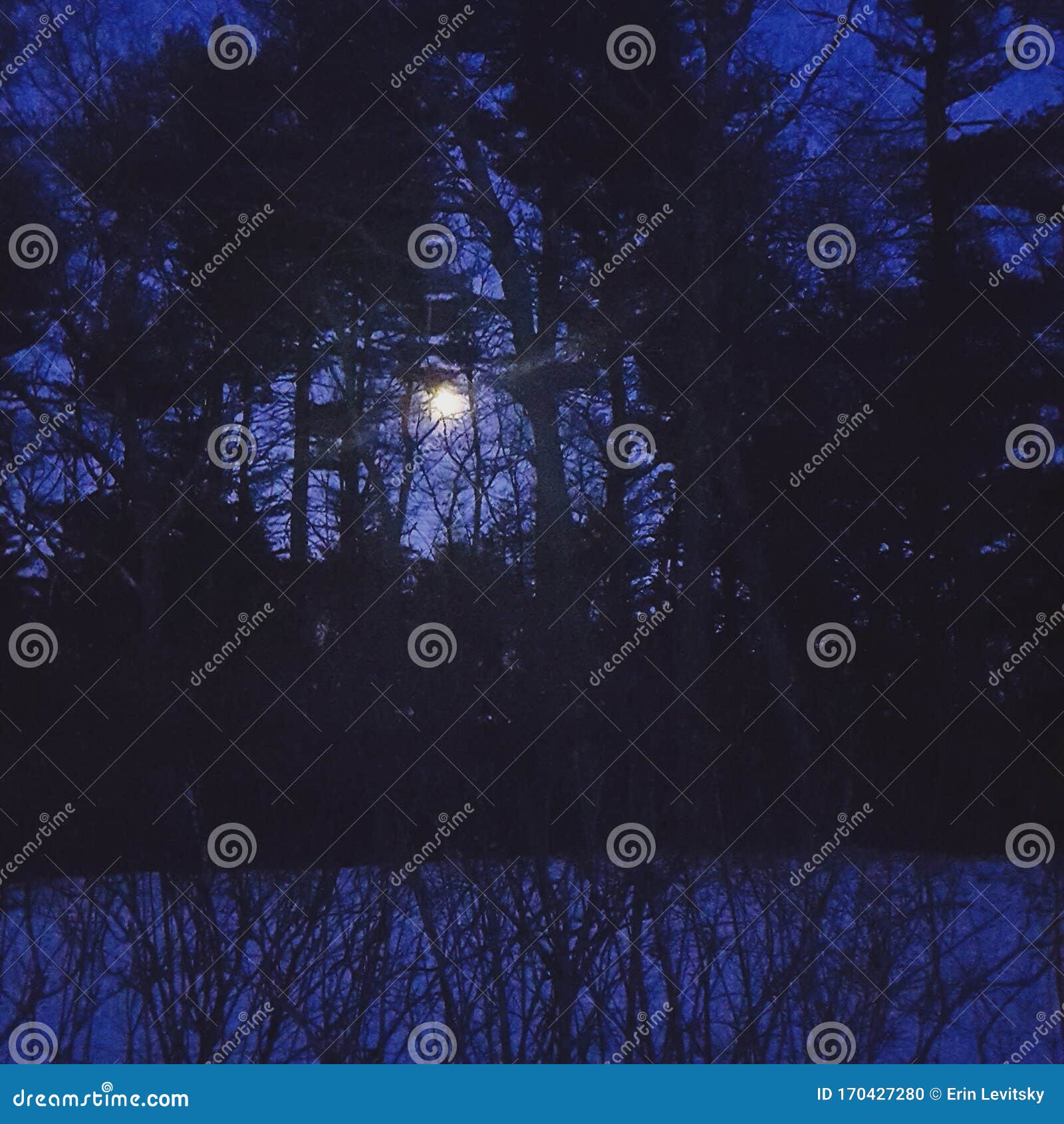 Moonlight through trees stock photo. Image of forrest - 170427280