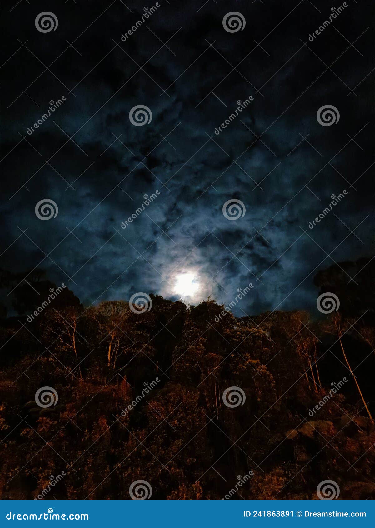 Moonlight and trees stock image. Image of night, evening - 241863891