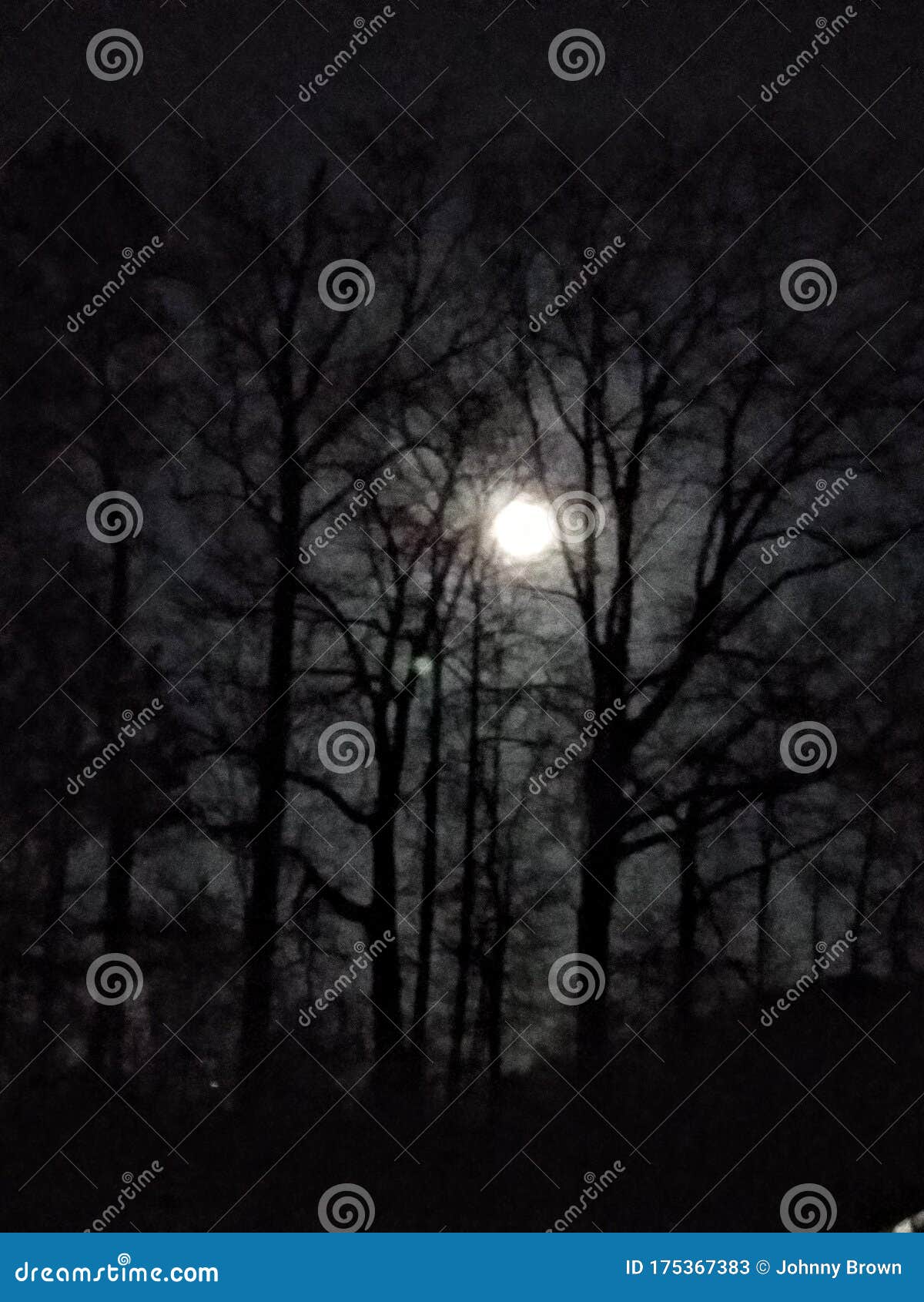 Moonlight in the trees stock image. Image of moonlight - 175367383