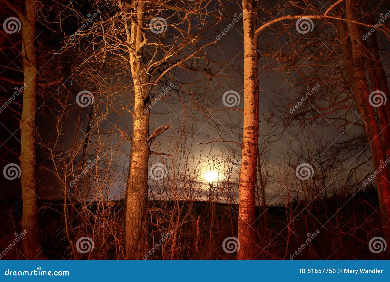 Moonlight Trees stock photo. Image of light, tree, night - 51657750