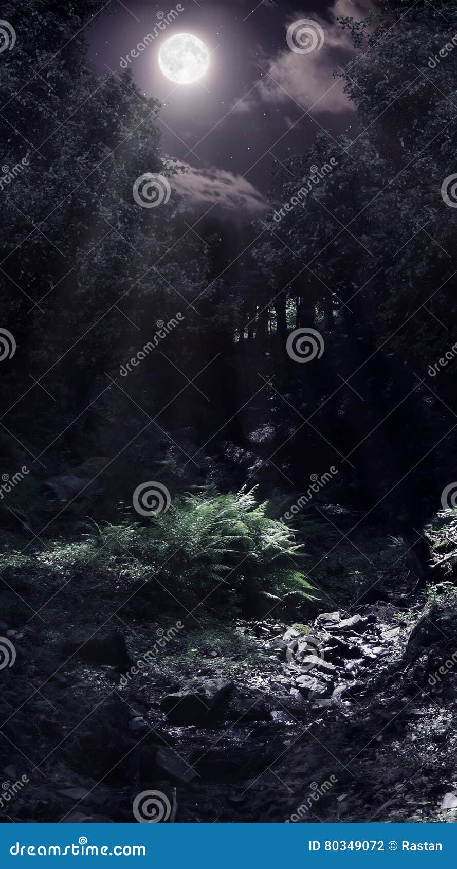 Moonlight in the woods stock photo. Image of glade, darkness - 80349072