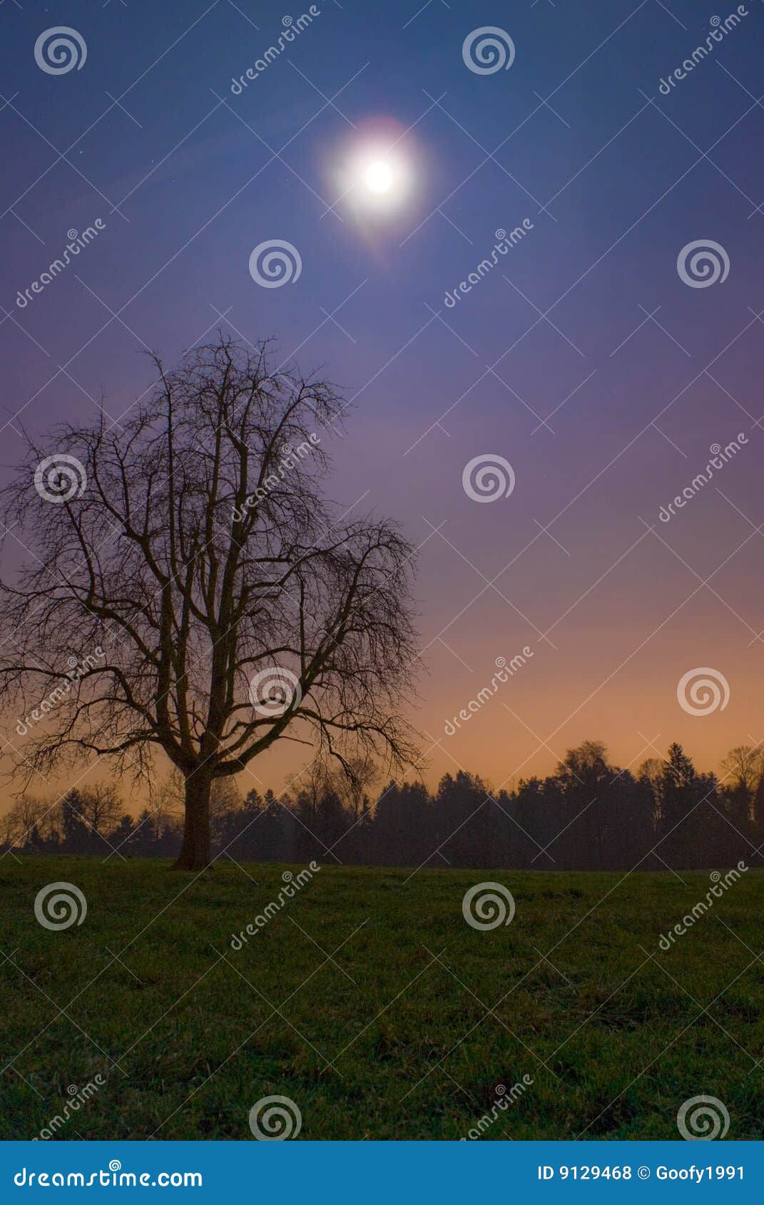 Moonlighted tree stock photo. Image of night, forest, tree - 9129468