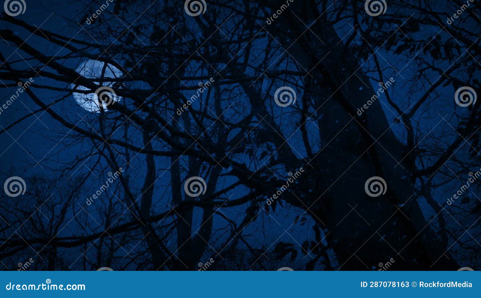 Moonlit Forest at Night with Snow Falling Stock Video - Video of night ...