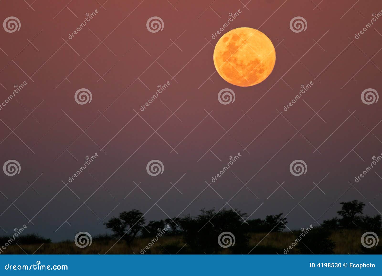 Moonlit landscape stock photo. Image of moon, trees, sphere - 4198530