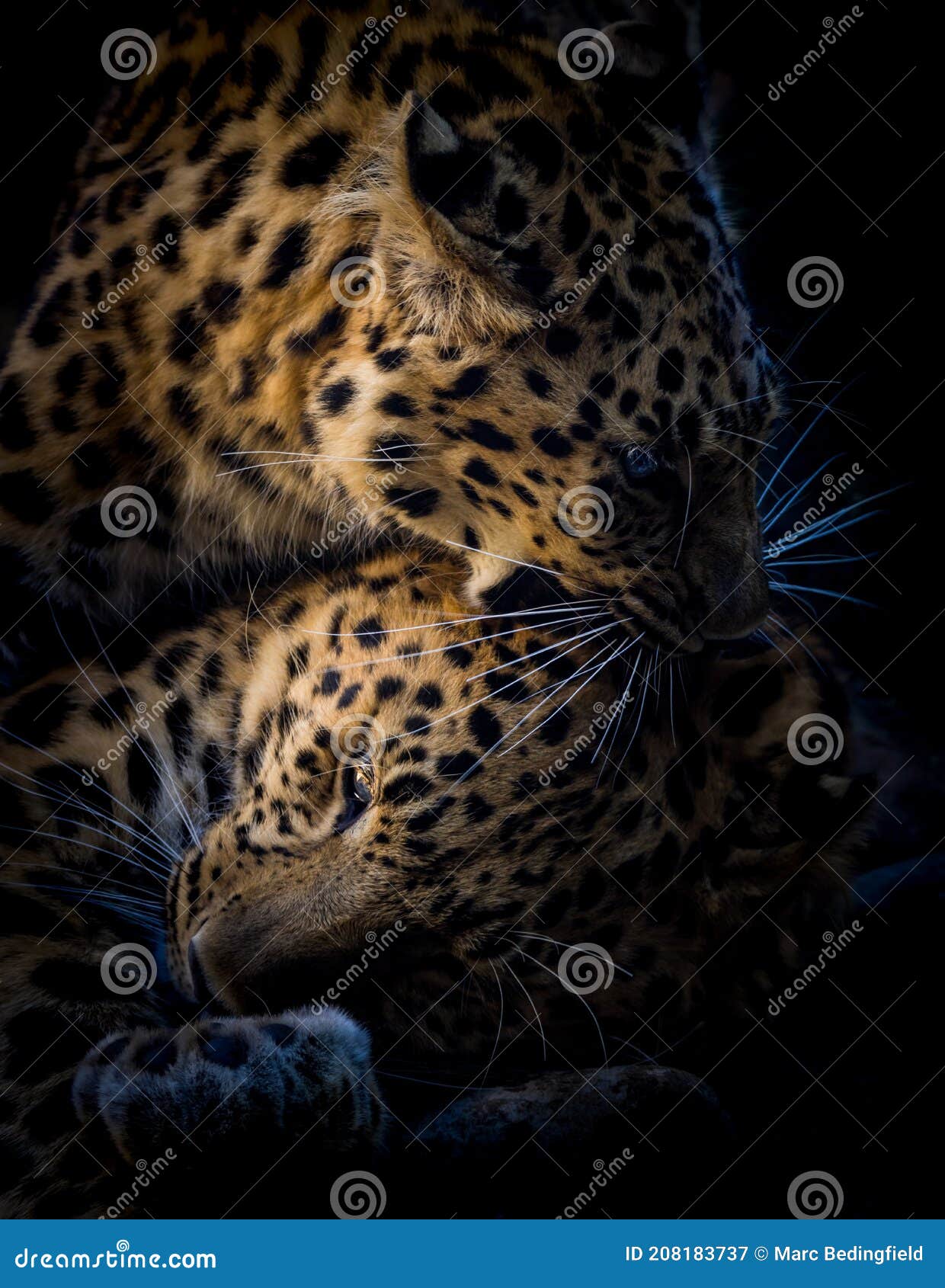 Moonlit leopards stock image. Image of amur, embrace - 208183737