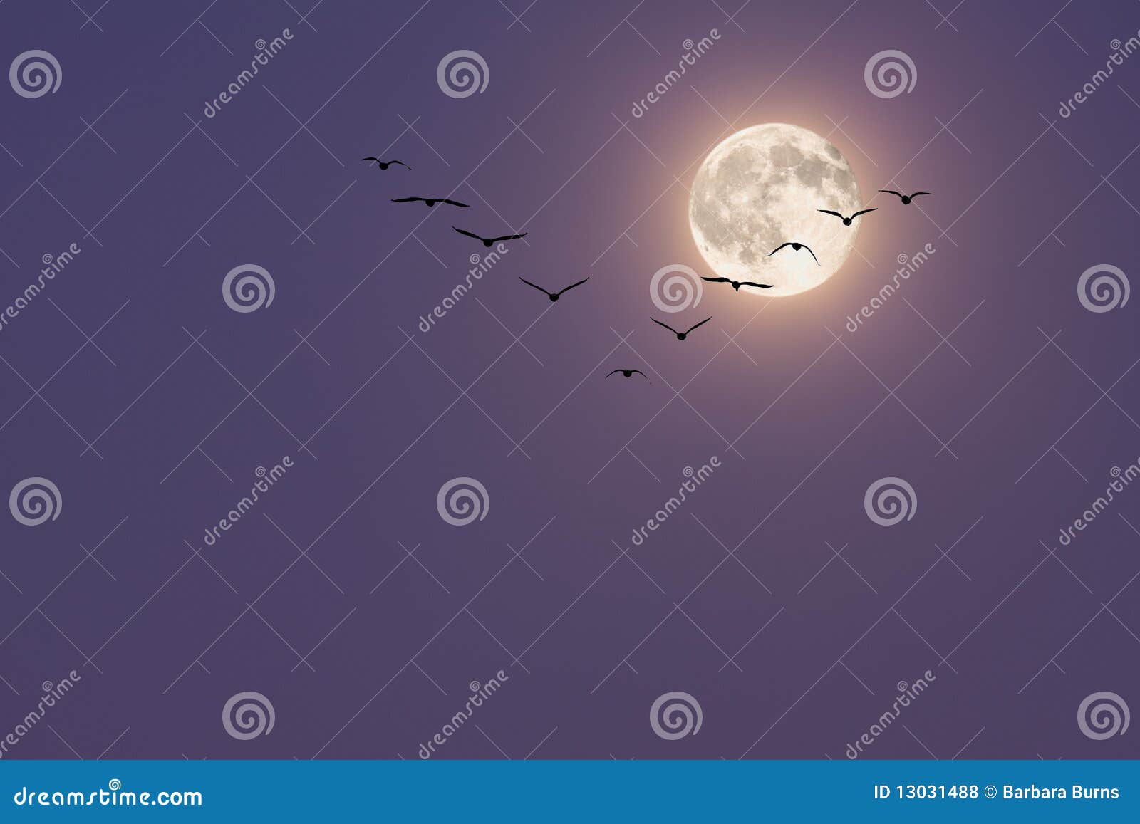 Moonlit Migration stock photo. Image of soft, migrating - 13031488