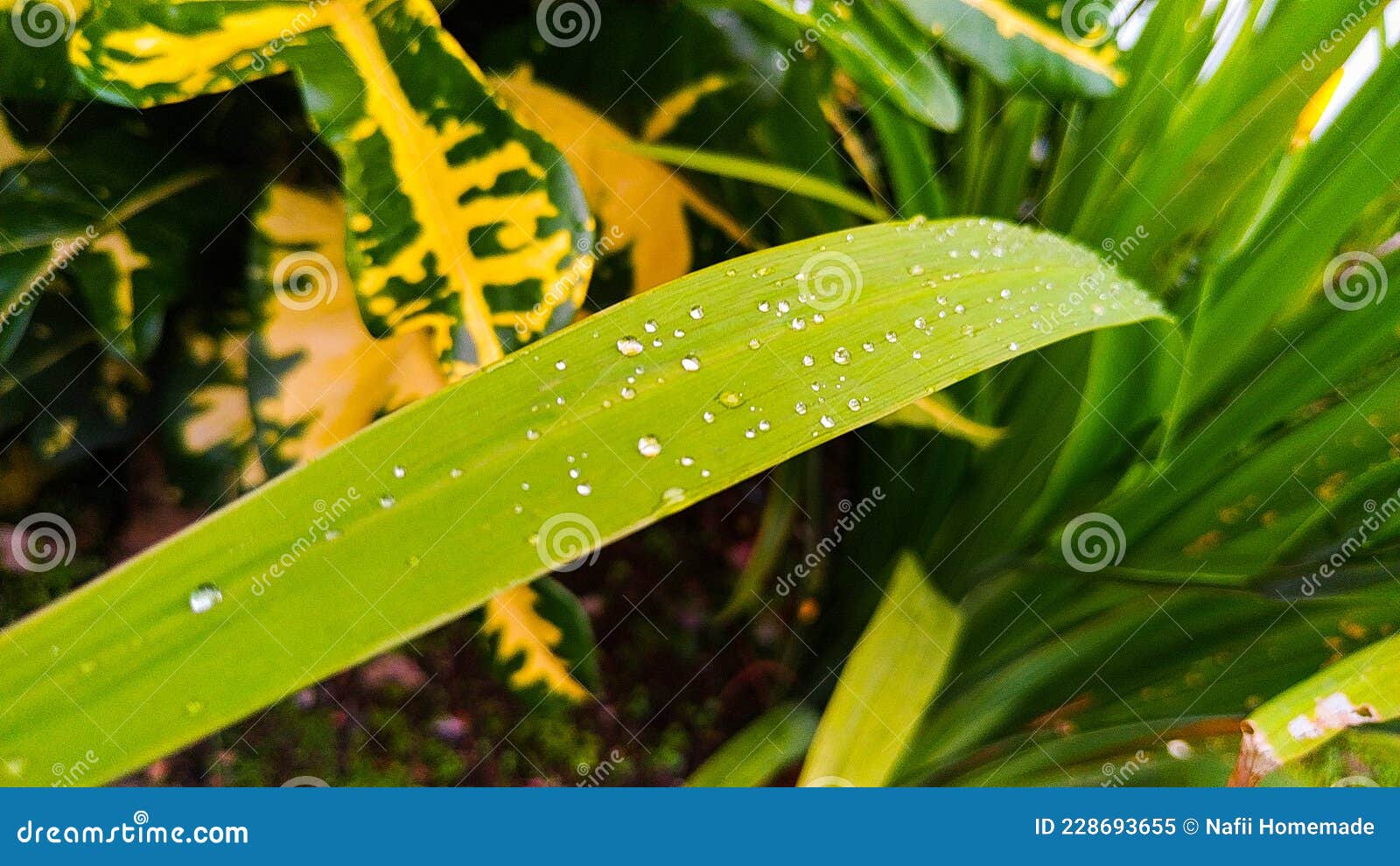 The Moonlit Puring Plant Growing in the Backyard Stock Image - Image of ...