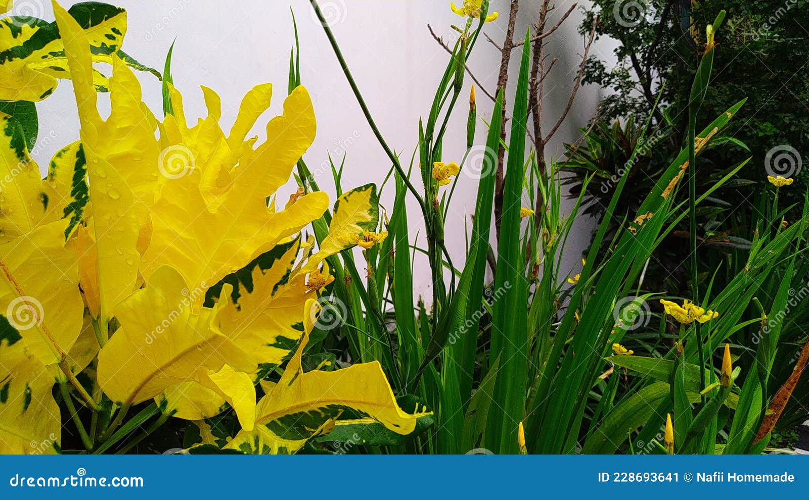 The Moonlit Puring Plant Growing in the Backyard Stock Image - Image of ...