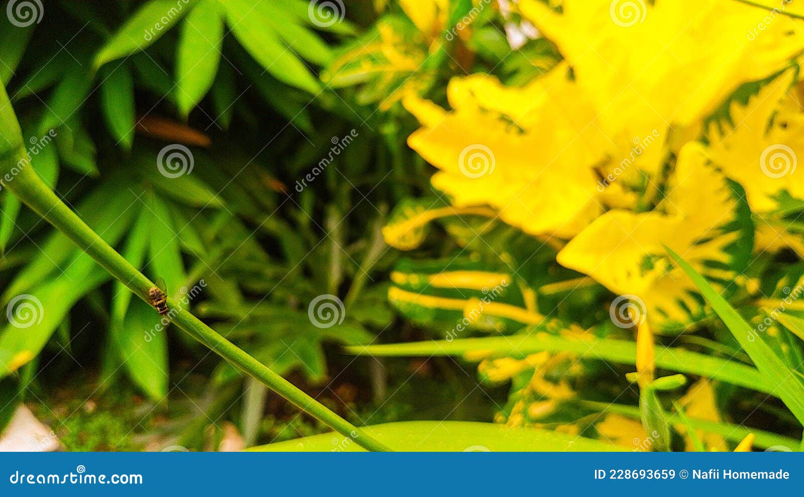 The Moonlit Puring Plant Growing in the Backyard Stock Image - Image of ...